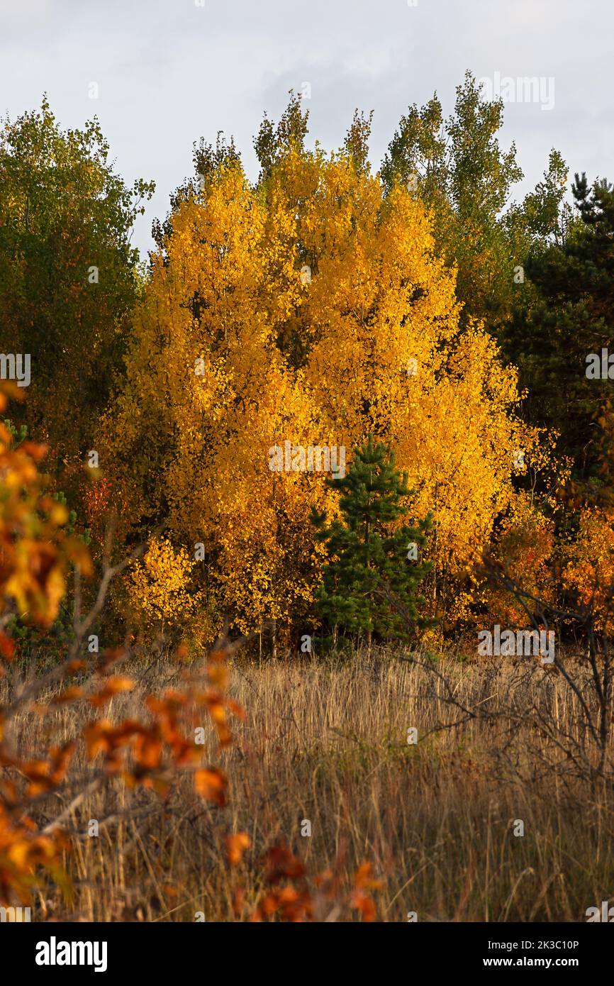 Autumn mixed vertical forest. Red yellow-orange natural background ...