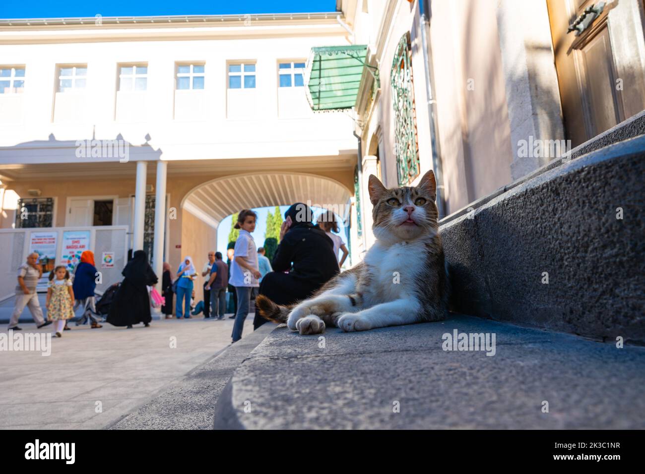Stray cat sitting on the stairs of a mosque in Istanbul. Istanbul ...