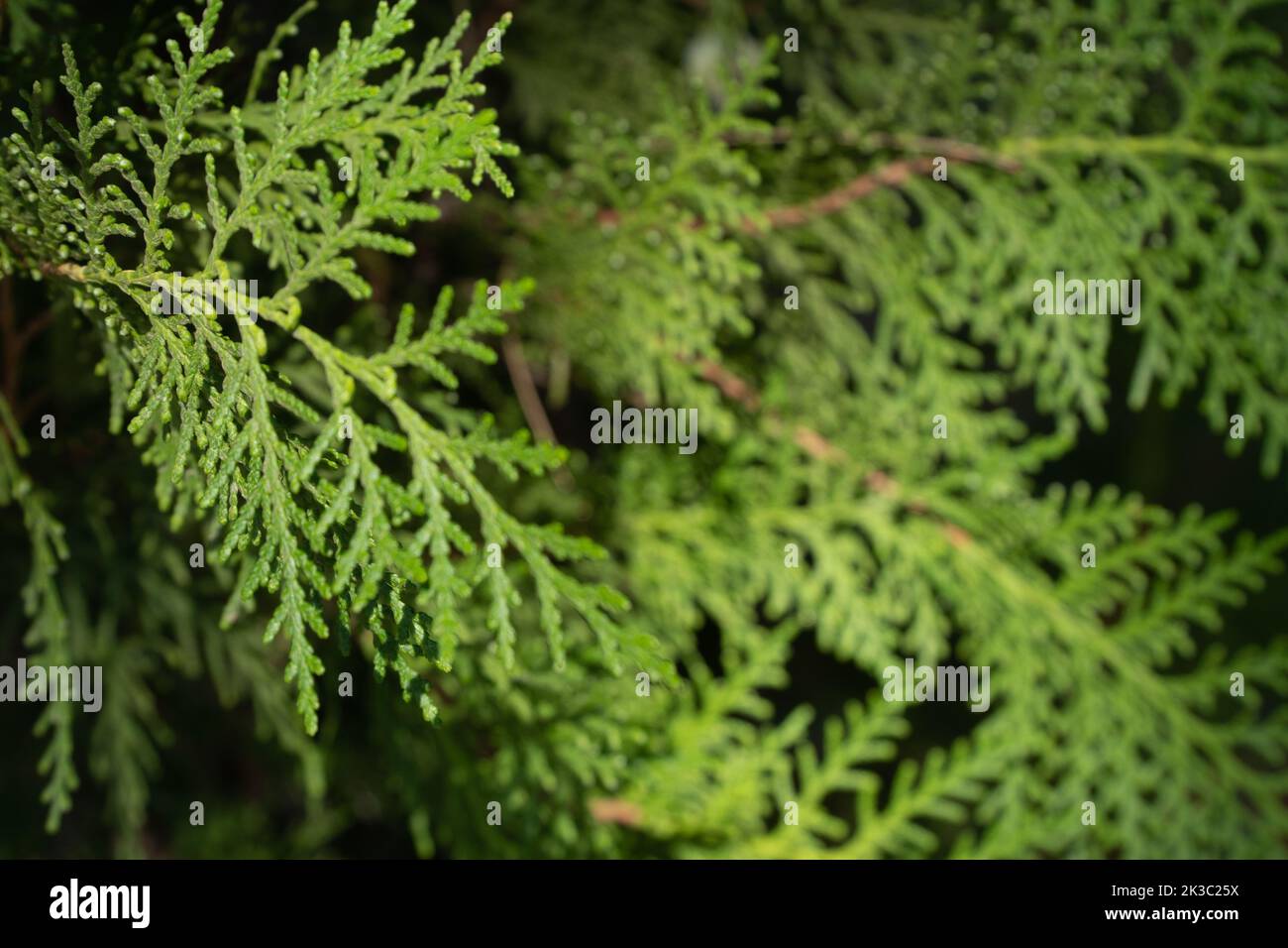 Plant background, leaves of coniferous thuja tree, scaly leaves in the ...
