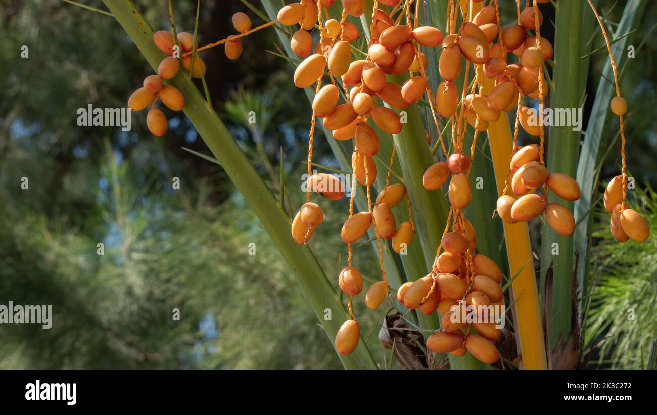 Dates on a palm tree, a bunch of fruit on a date palm Stock Photo - Alamy