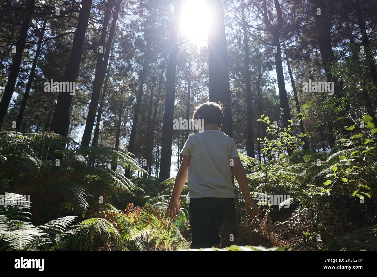 boy exploring nature in the forest Stock Photo - Alamy