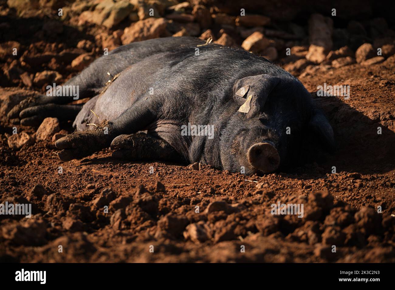 Pig in mud on farm hi-res stock photography and images - Alamy