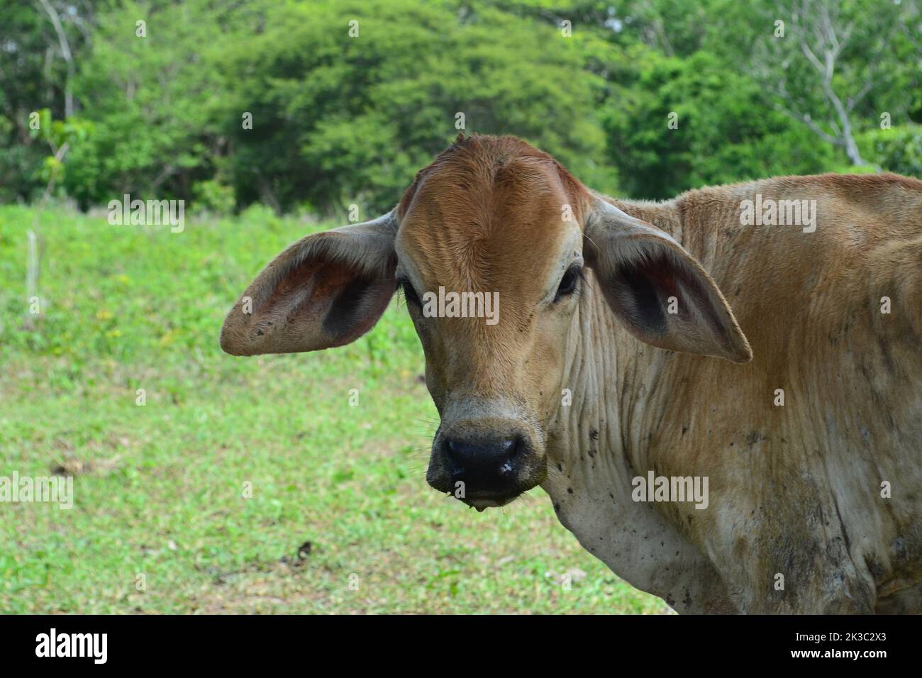 An American Brahman cow standing on grass farm looking at the camera ...