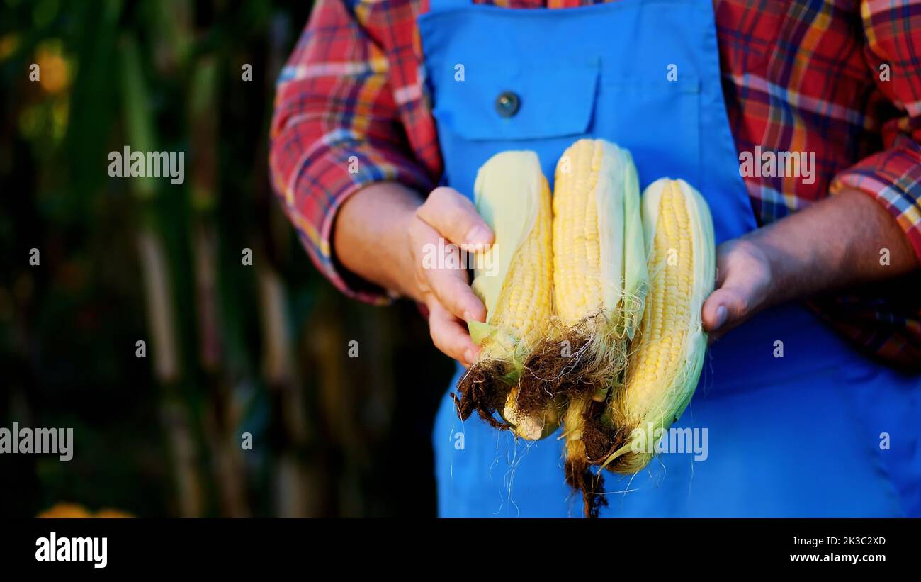 the male hands of the farmer hold several corn cobs, the farmer wears a ...