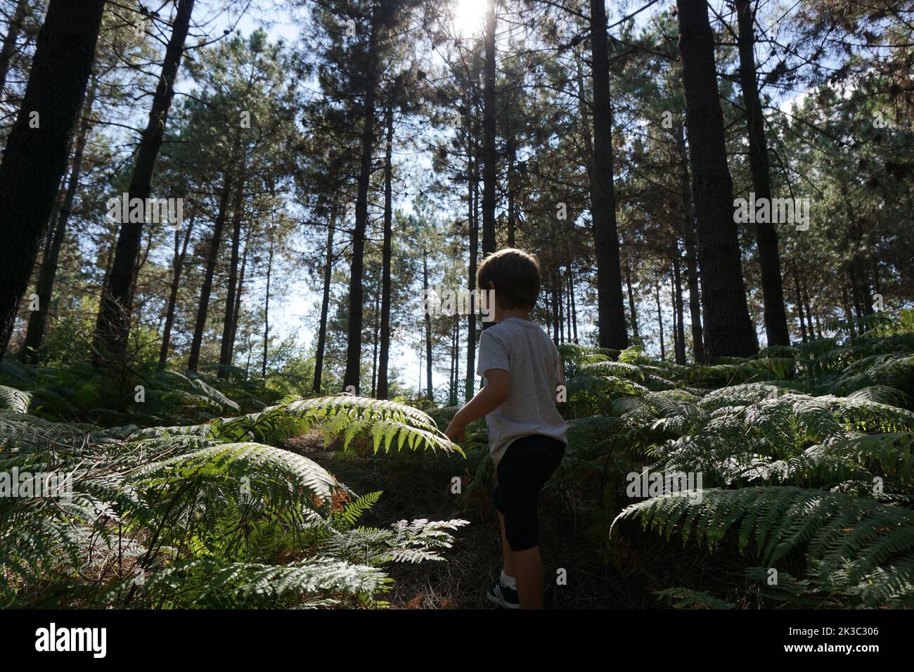boy exploring nature in the forest Stock Photo - Alamy