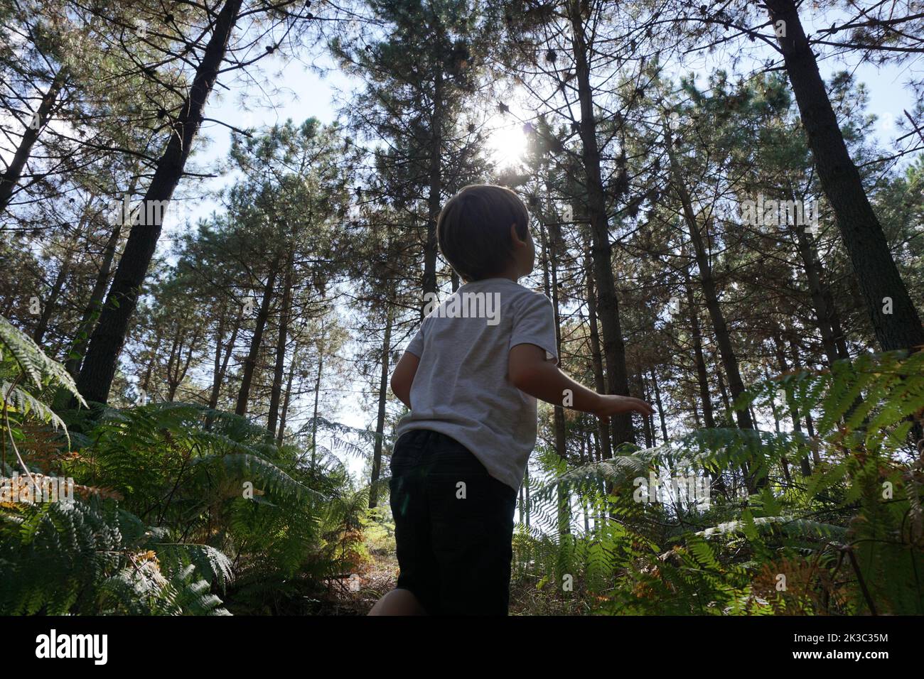 boy exploring nature in the forest Stock Photo - Alamy