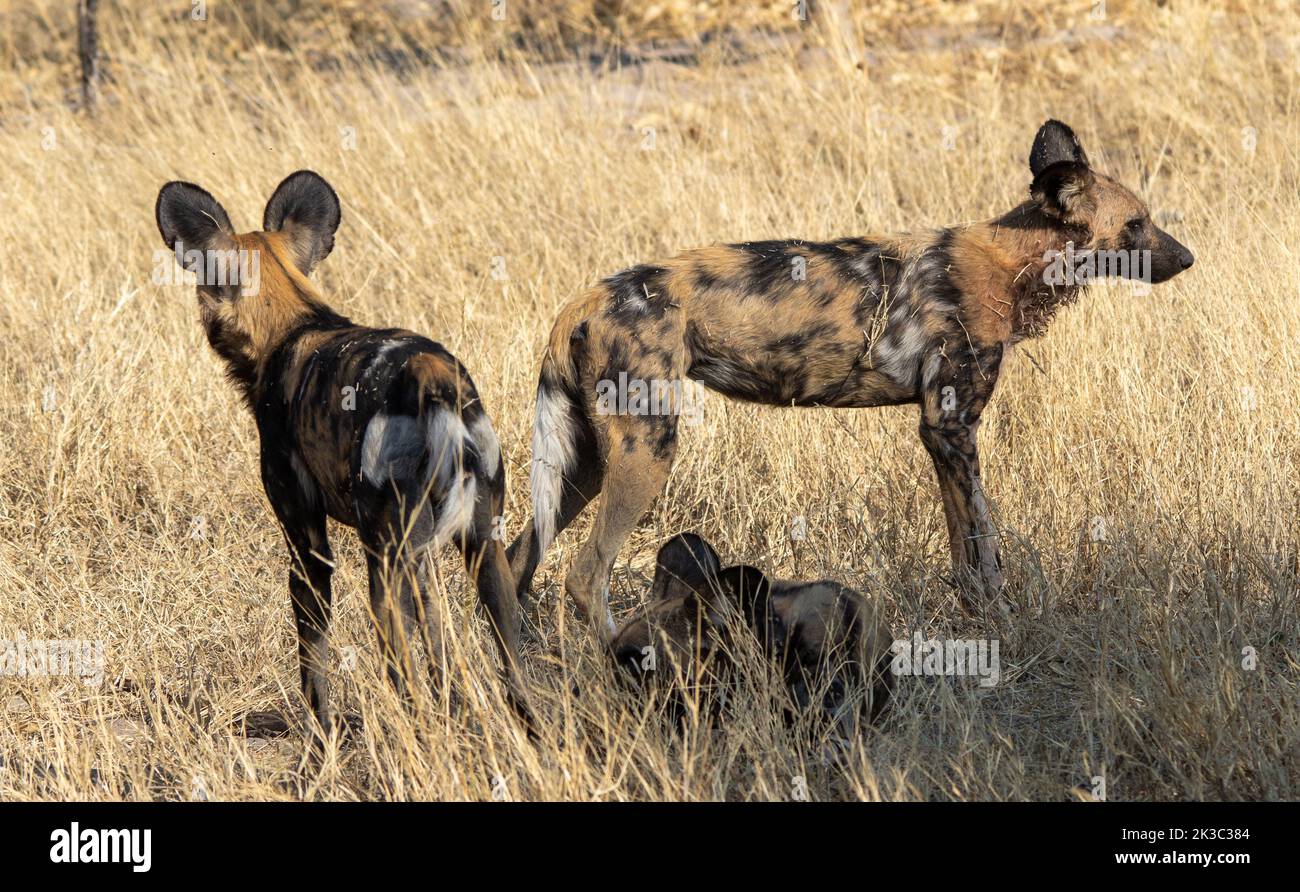 African wild dog alert at their den Stock Photo - Alamy