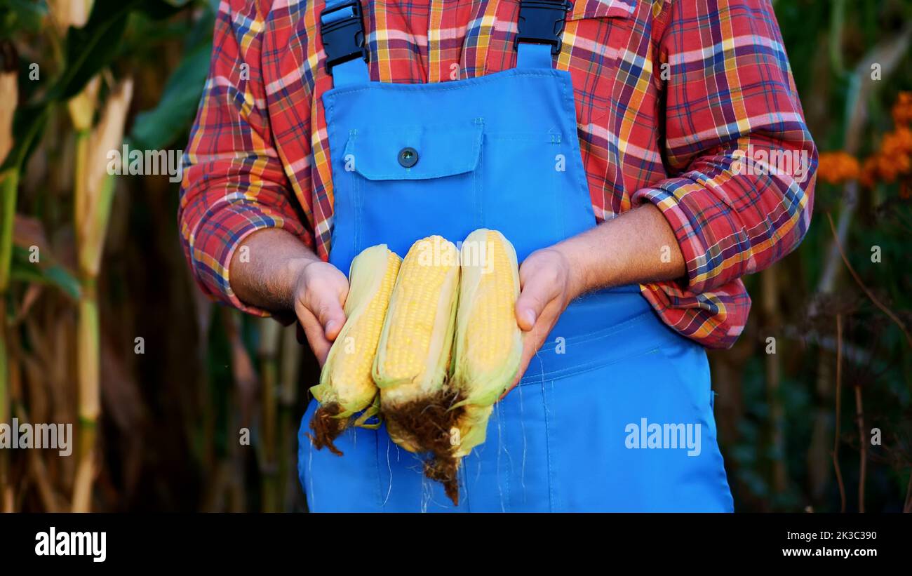 the male hands of the farmer hold several corn cobs, the farmer wears a ...
