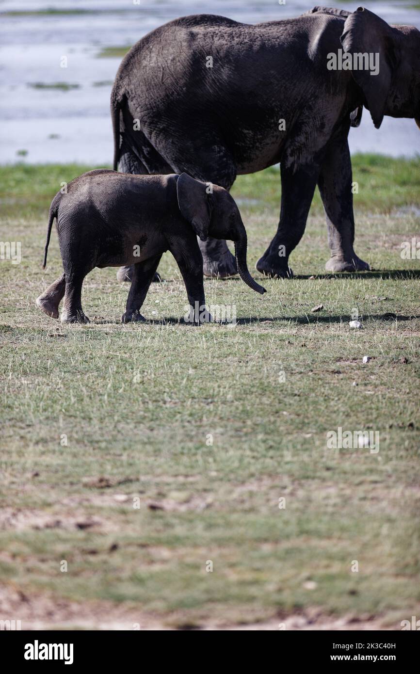 Family elephant mom baby hi-res stock photography and images - Alamy