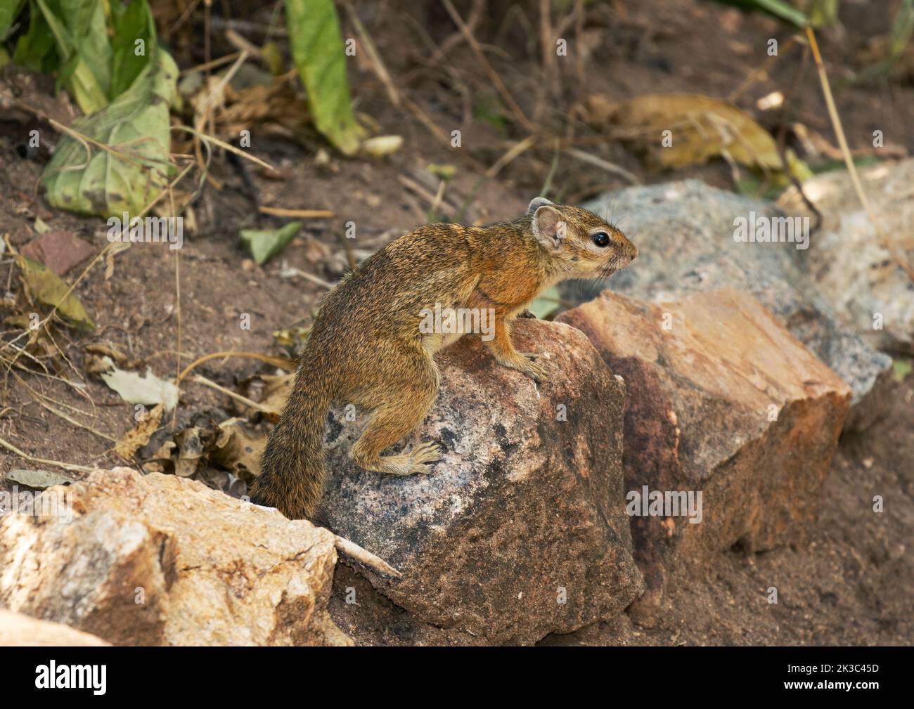 The Striped Bush Squirrel ranges from the East African coastal forest ...