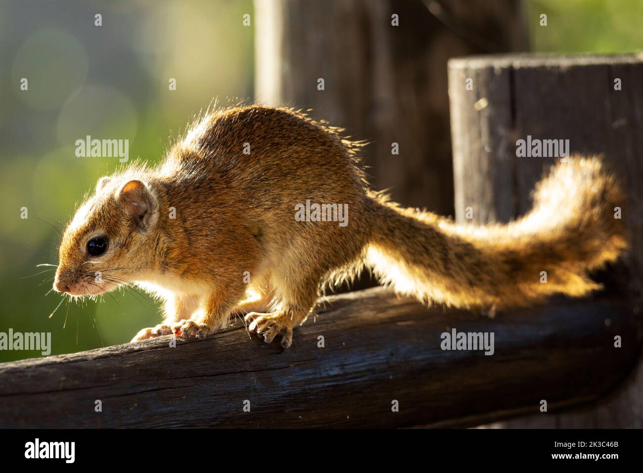 The Striped Bush Squirrel ranges from the East African coastal forest ...