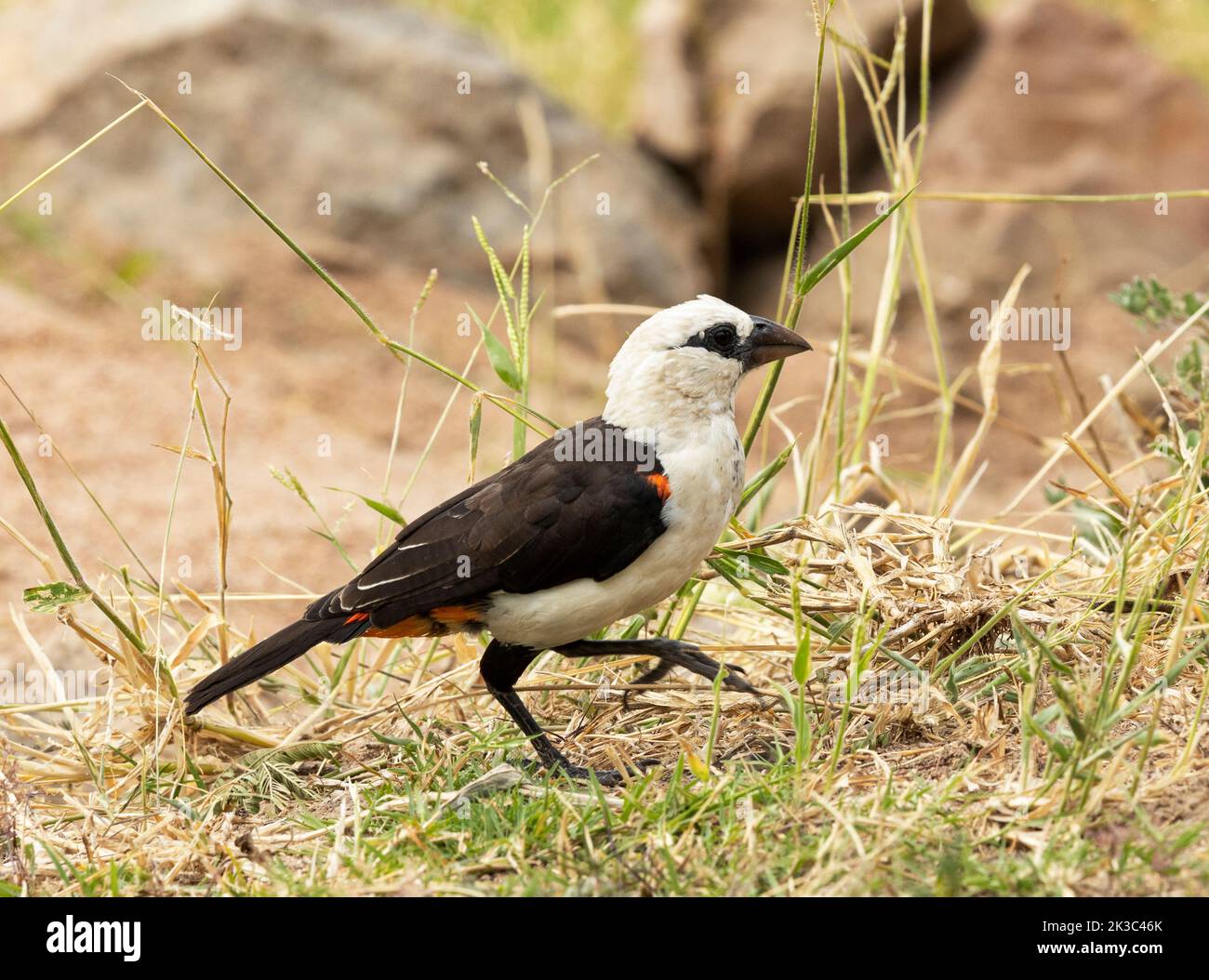 A bird of acacia savanna, the White-headed Buffalo Weaver is social and ...