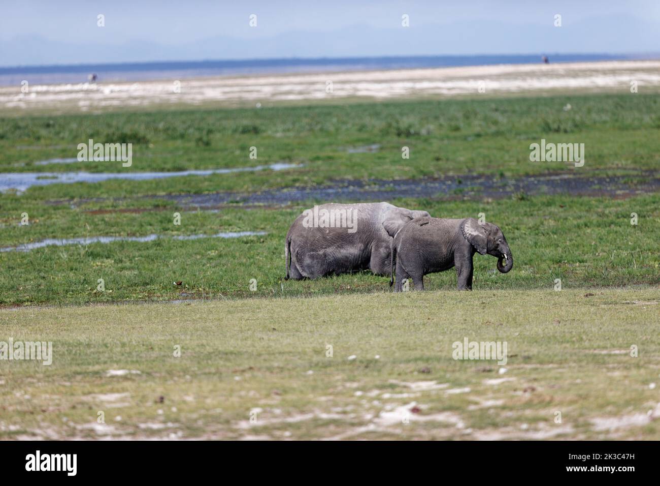 An aerial view of elephants standing in greenery field Stock Photo - Alamy
