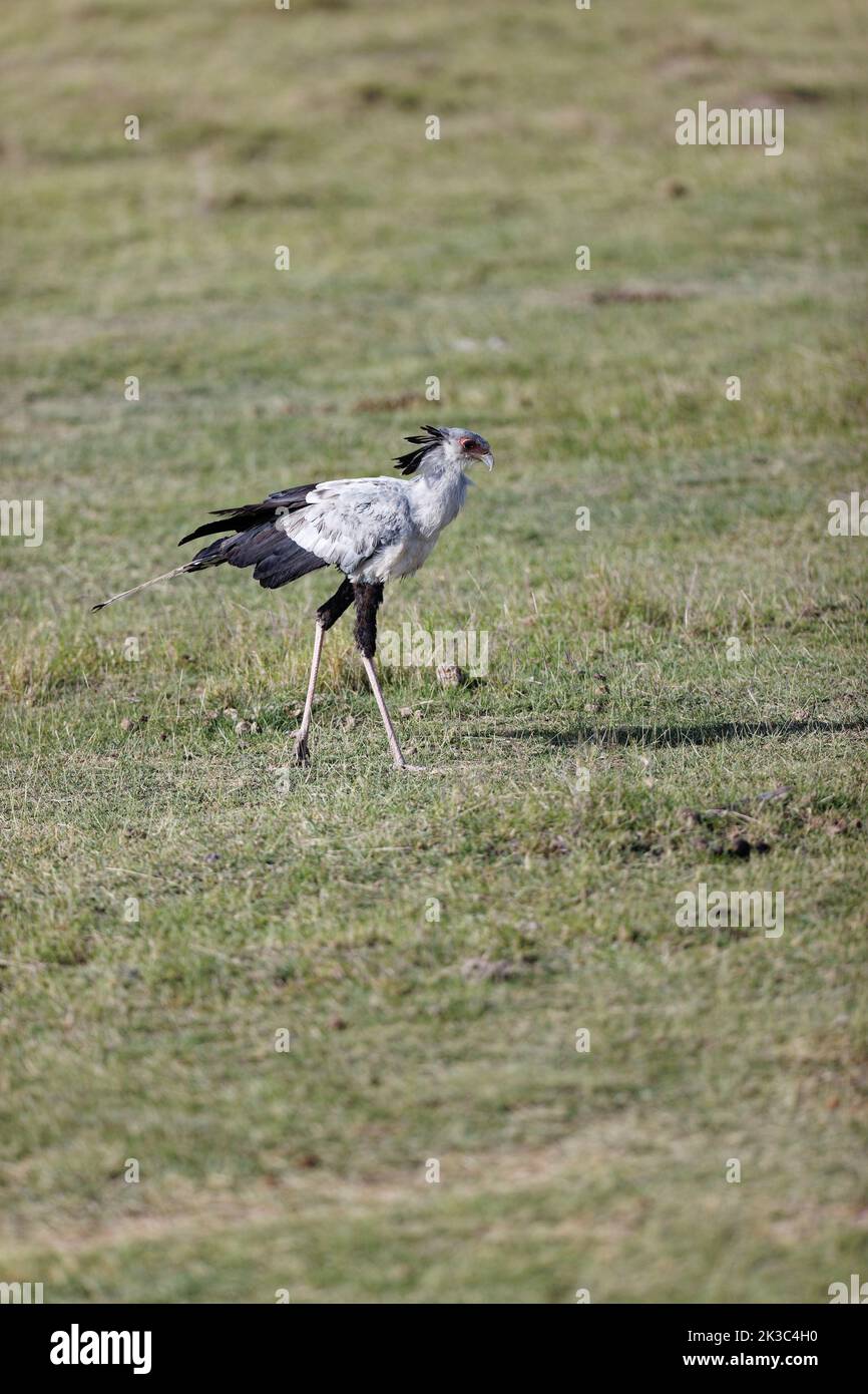A secretarybird standing on greenery field Stock Photo - Alamy