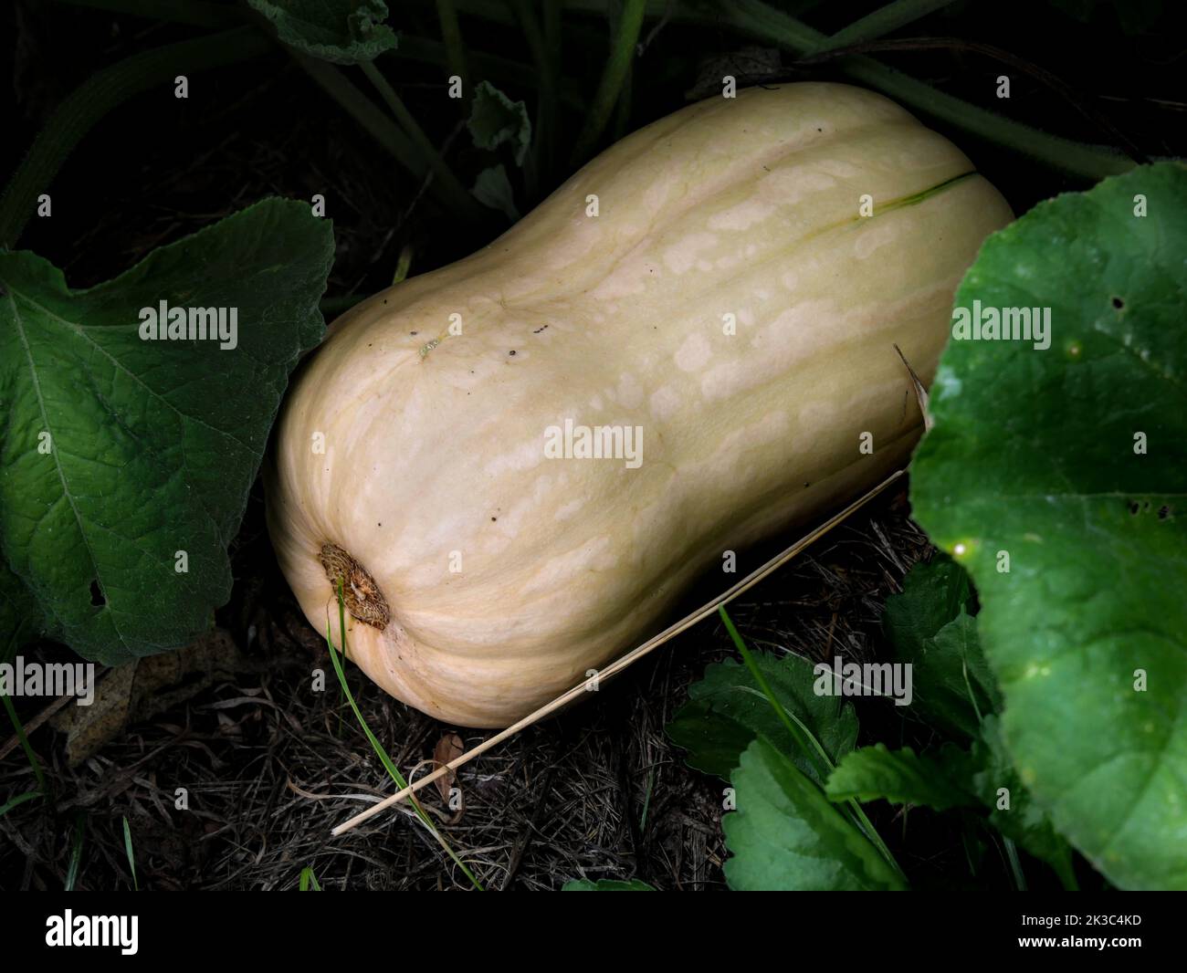 A butternut squash ripens on the ground in a light and shadow effect ...