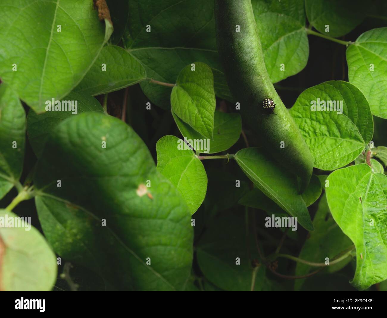green background composed of leaves and bean pods. A small insect is ...