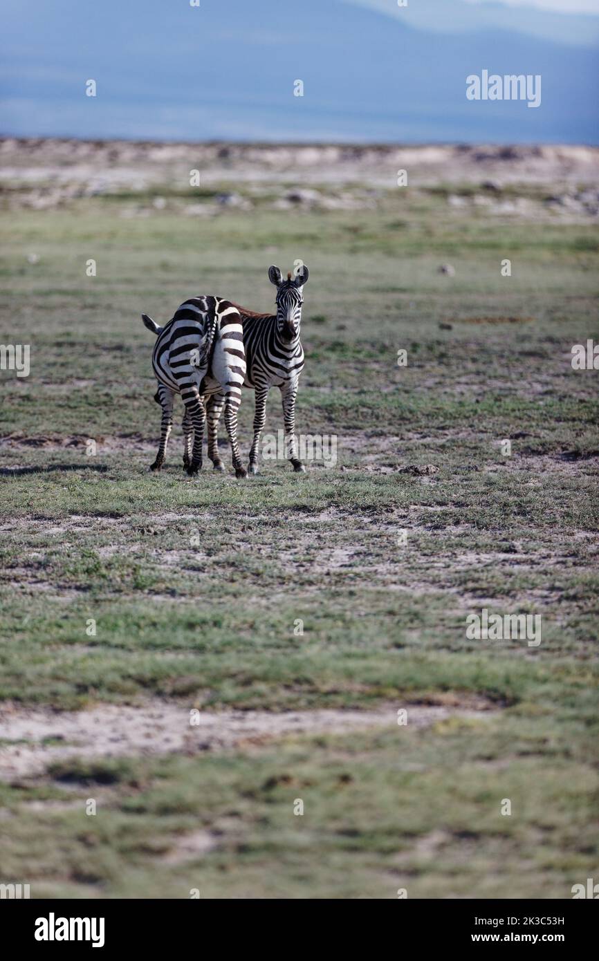 Zebras serengeti aerial hi-res stock photography and images - Alamy
