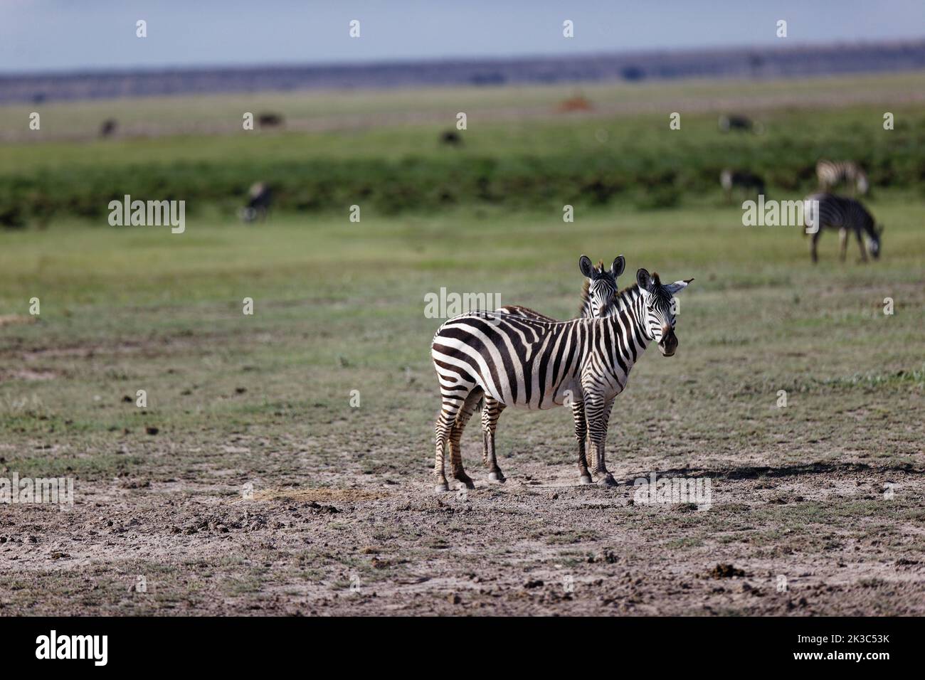 Zebras serengeti aerial hi-res stock photography and images - Alamy