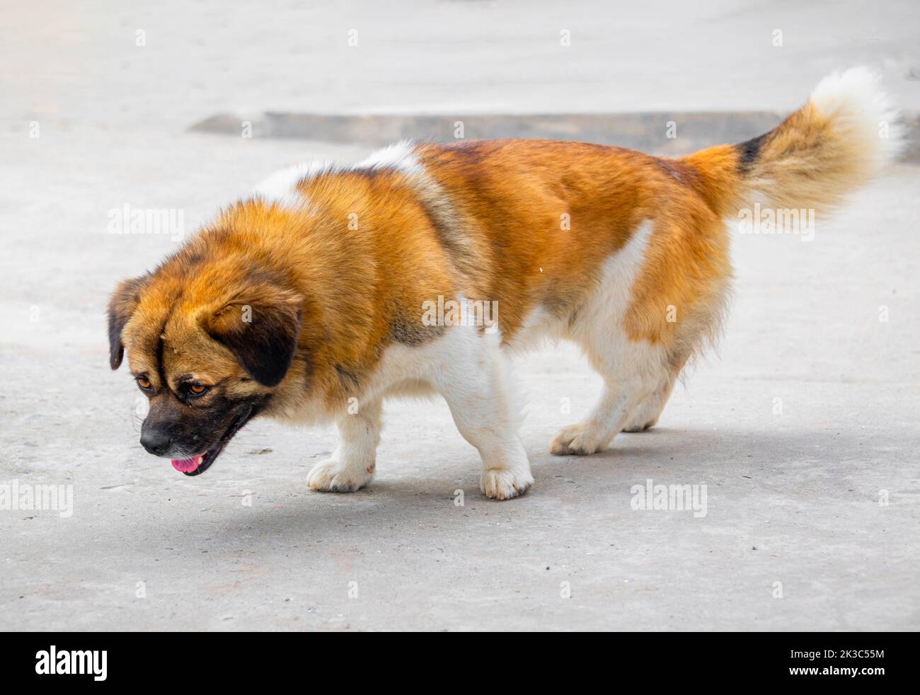 St Bernard Corgi Mix