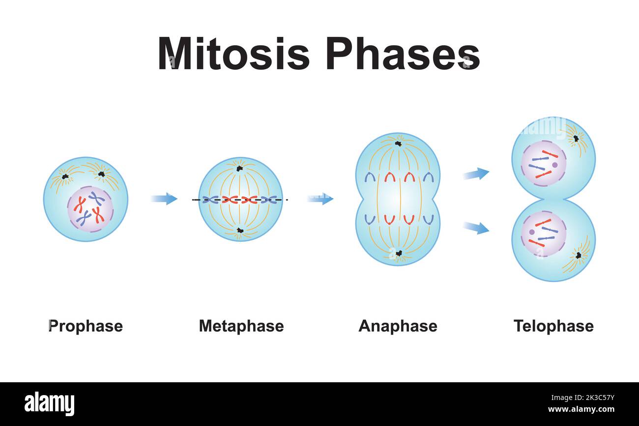 Scientific Designing of Mitosis Phases (Cell Division). Colorful ...