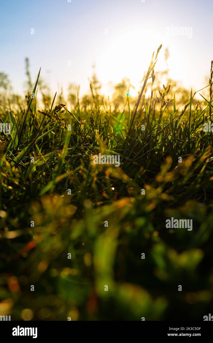 Defocused grasses or lawns of crops at sunset. Nature background photo ...