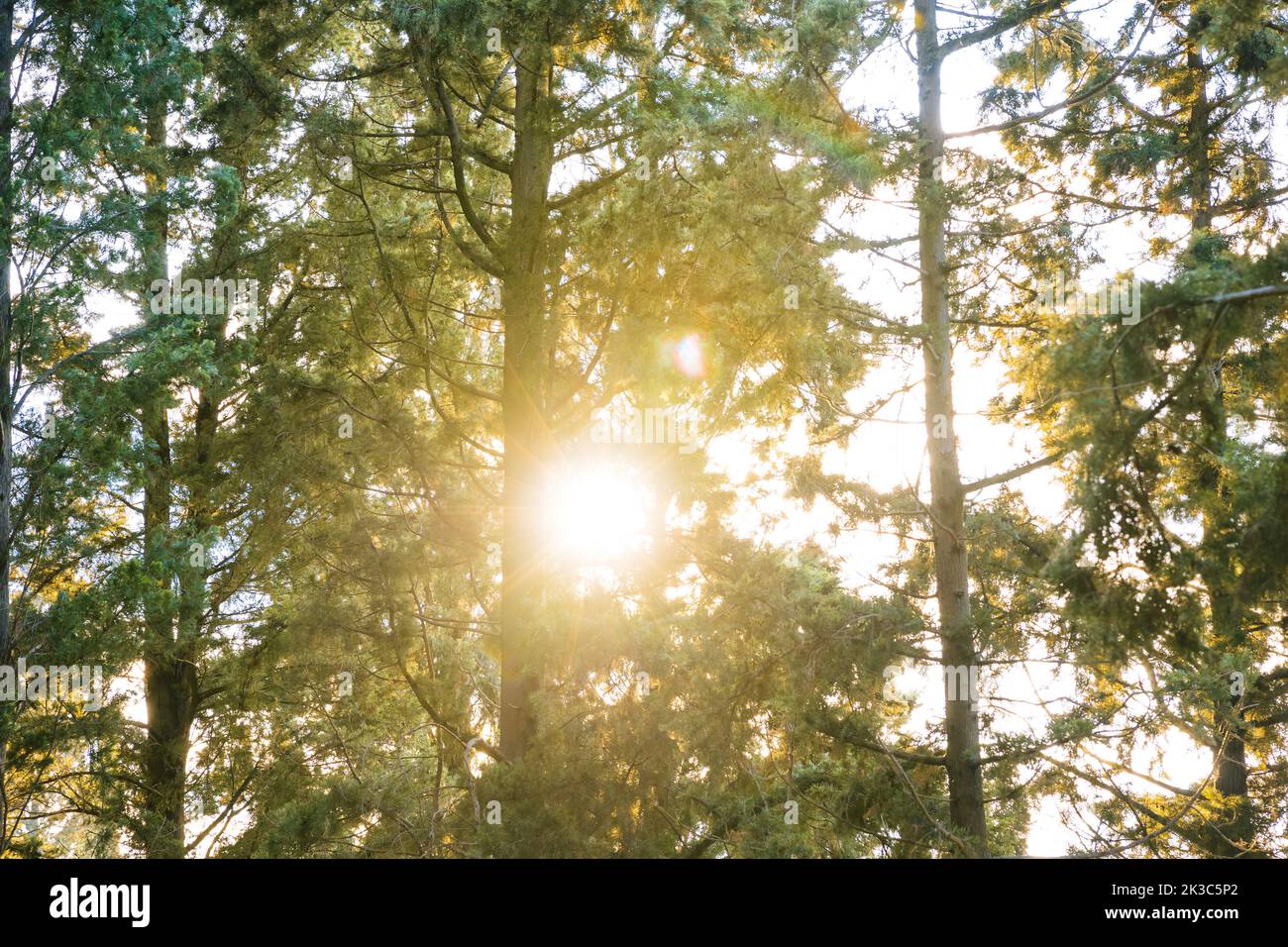Sun behind the pine trees in the forest. Earth Day or carbon net zero ...