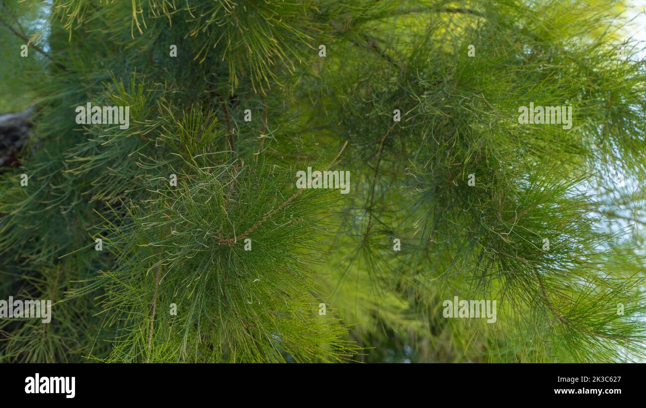 Coniferous tree - pine branches, plant background Stock Photo - Alamy