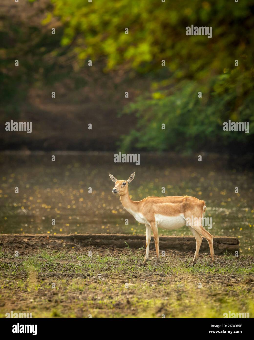 blackbuck or antilope cervicapra or indian antelope side profile with ...