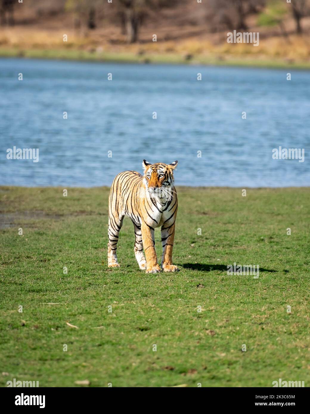 Rajbagh lake ranthambore hi-res stock photography and images - Alamy