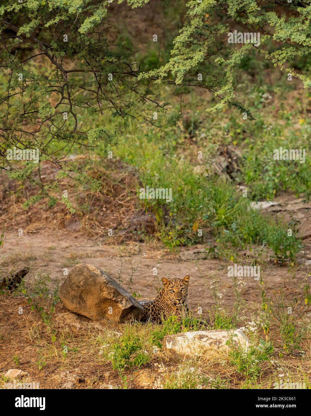 wild female leopard or panther or panthera pardus fusca resting in her ...