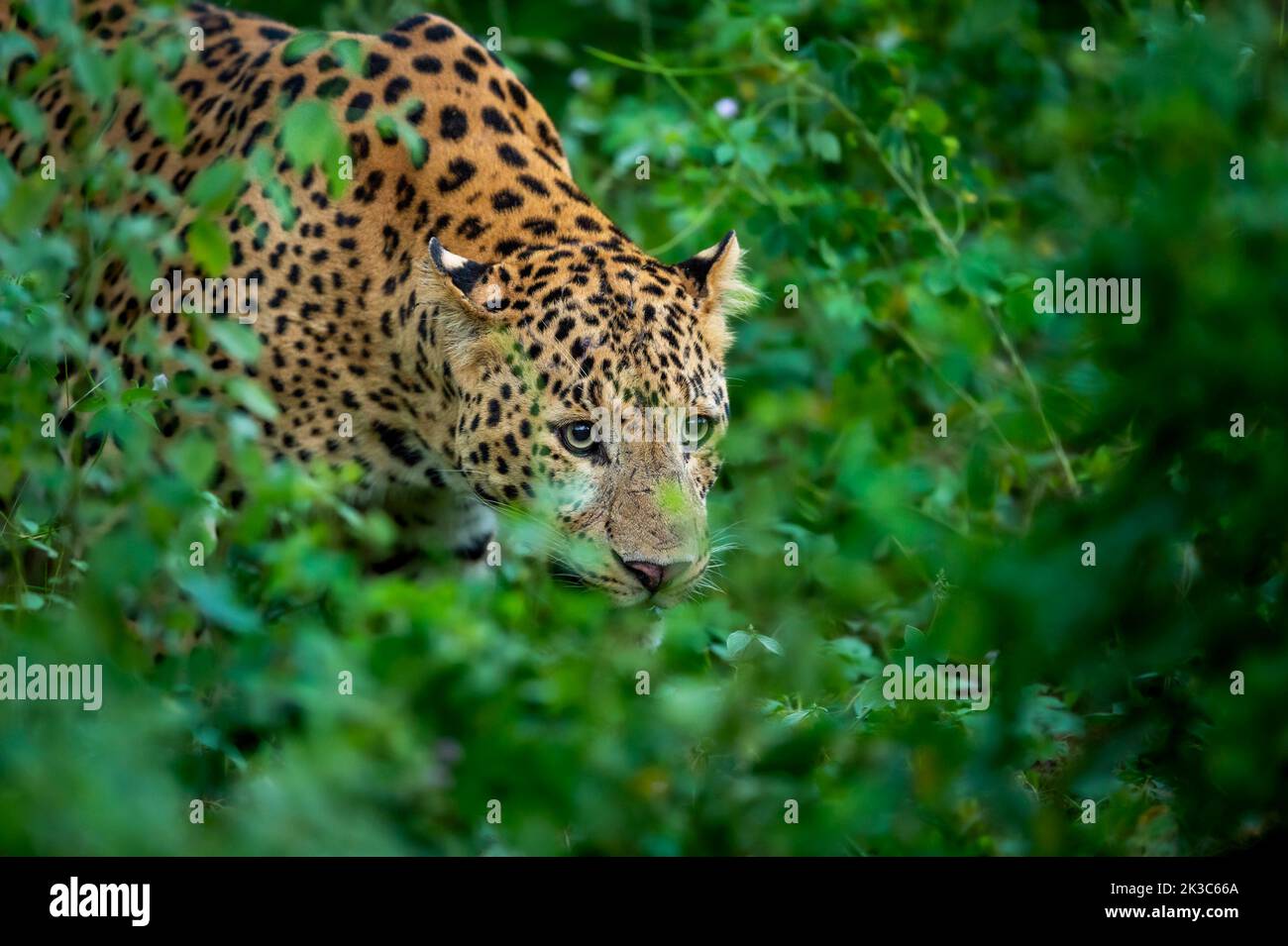 indian wild male leopard or panther or panthera pardus fusca face ...