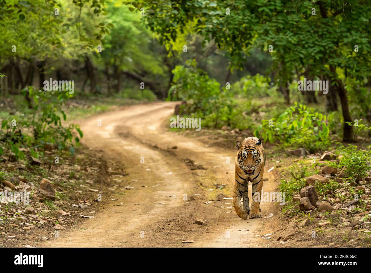 wild adult bengal male tiger or panthera tigris tigris walking on ...