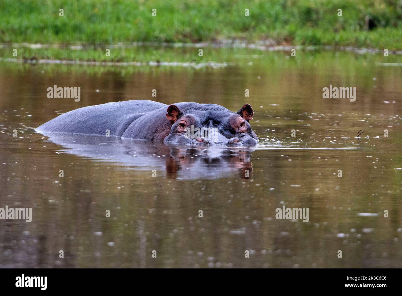 A hippo enjoying the cool water. South Africa: THESE IMAGES show an ...