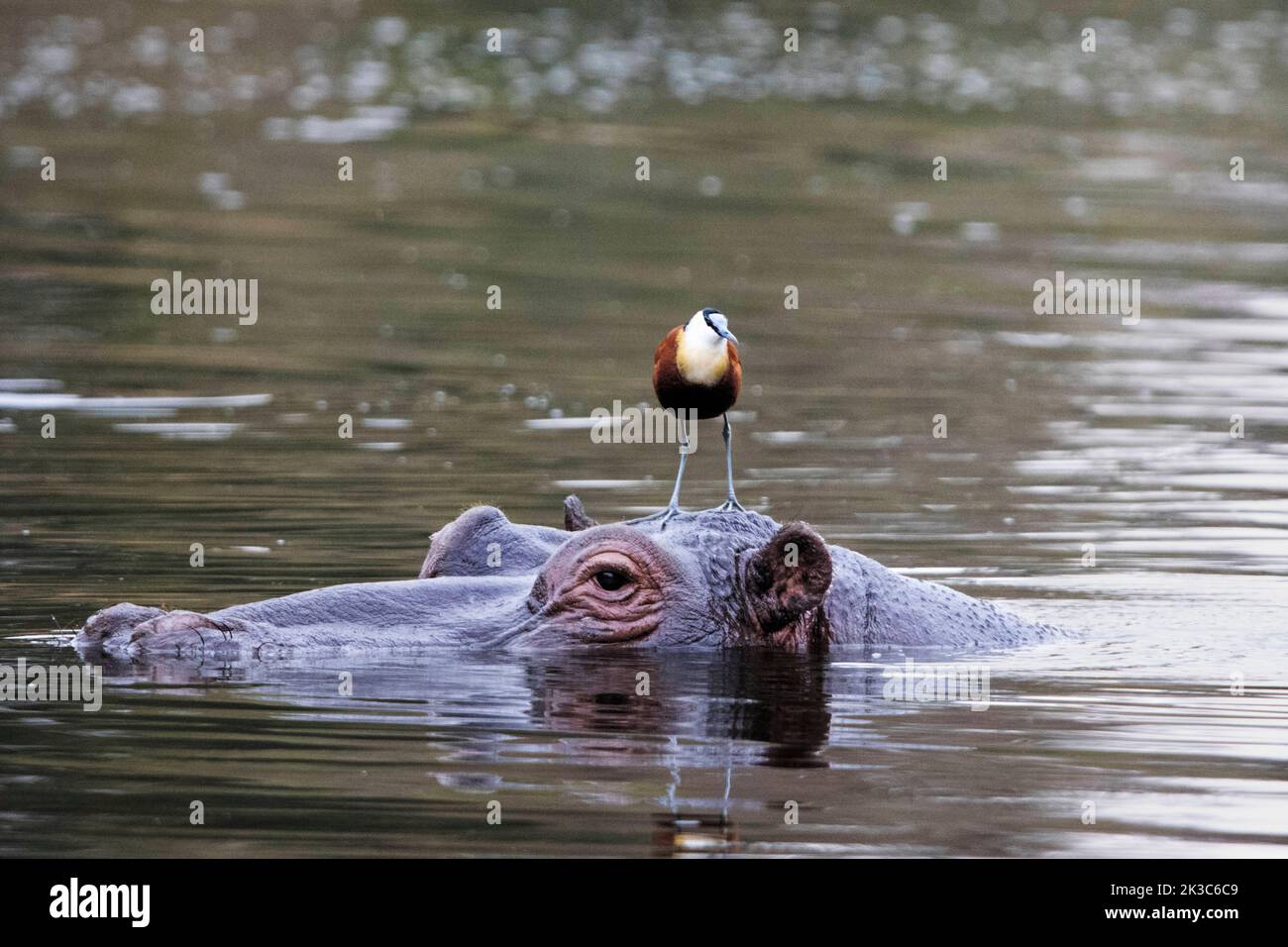 This African jacana sits on top of a hippo. South Africa: THESE IMAGES ...