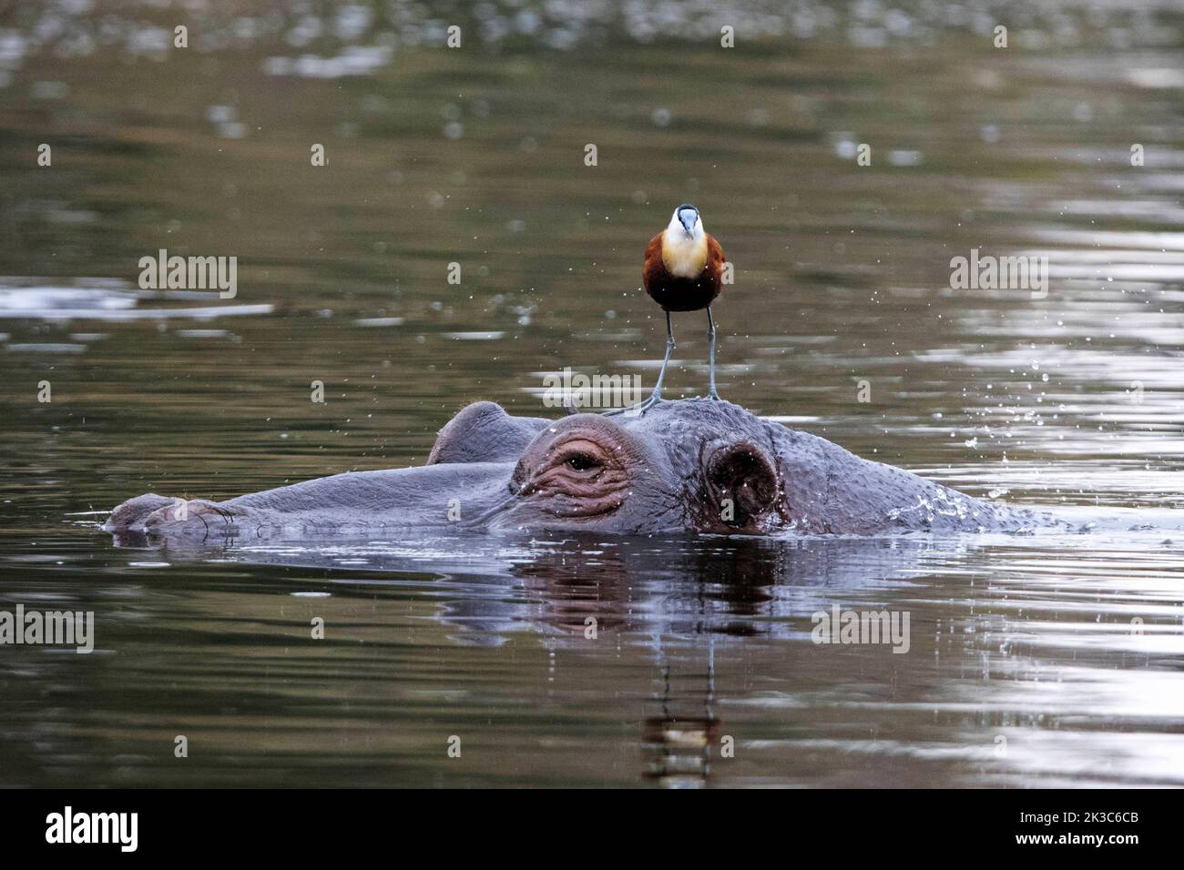 The bird uses the hippo for a free meal. South Africa: THESE IMAGES ...