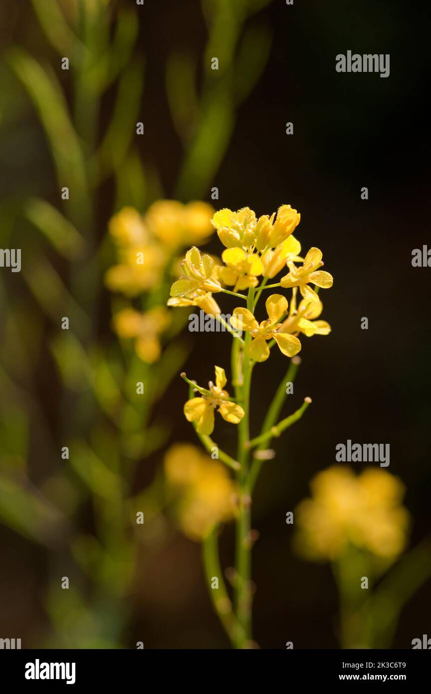 Crop flowers of Brassica Nigra or Black Mustard local name Mohri at ...