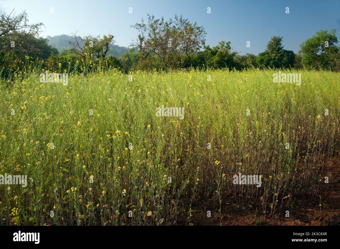 Crop brassica Nigra or Black Mustard local name Mohri at Lanja district ...