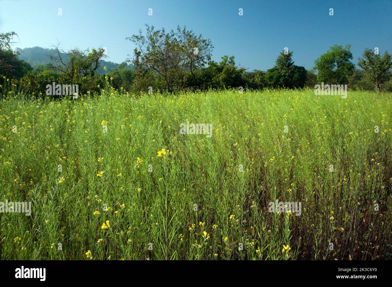 Crop brassica Nigra or Black Mustard local name Mohri at Lanja district ...
