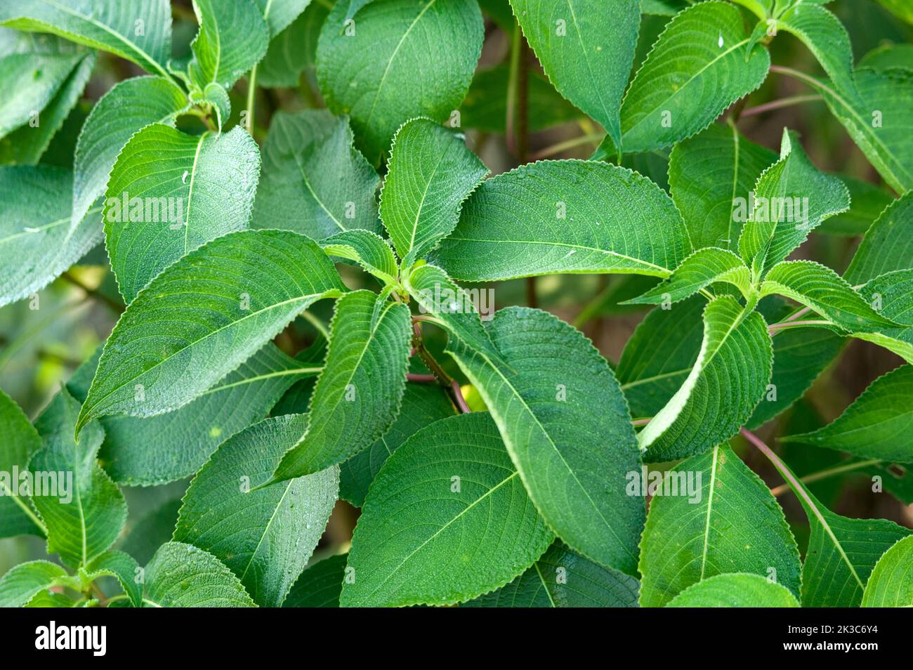 Fresh green leaves of kuda as a background Lanja state Maharashtra ...