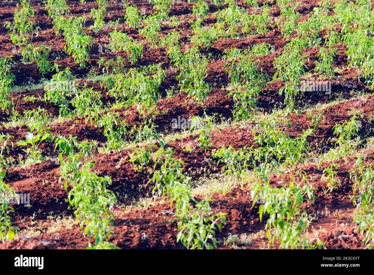 Crop Capsicum local name Mirchi in agriculture land at village Lanja ...