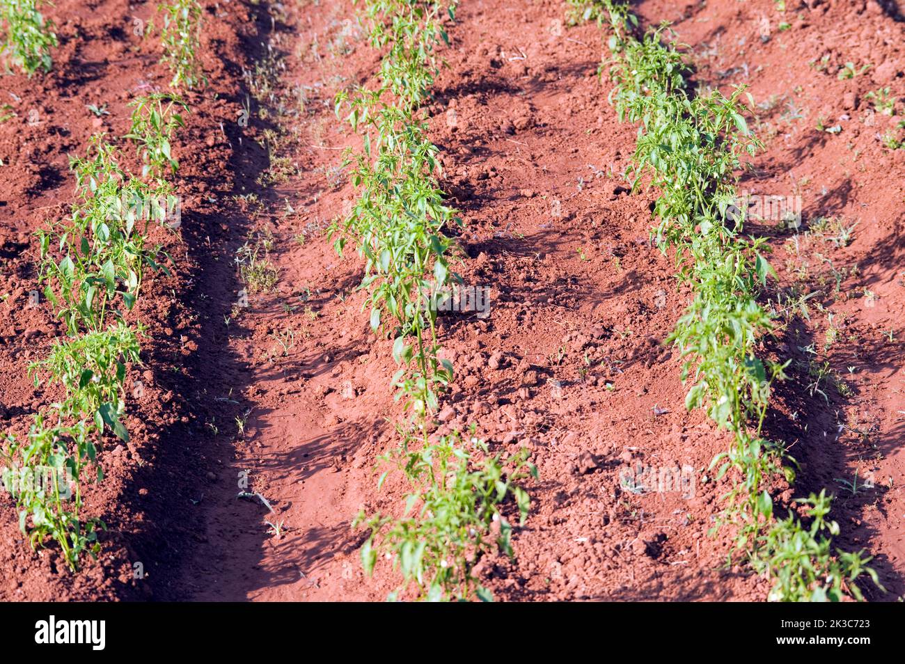 Crop Capsicum local name Mirchi in agriculture land at village Lanja ...