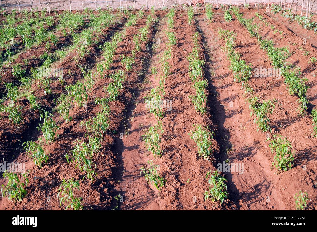 Crop Capsicum local name Mirchi in agriculture land at village Lanja ...