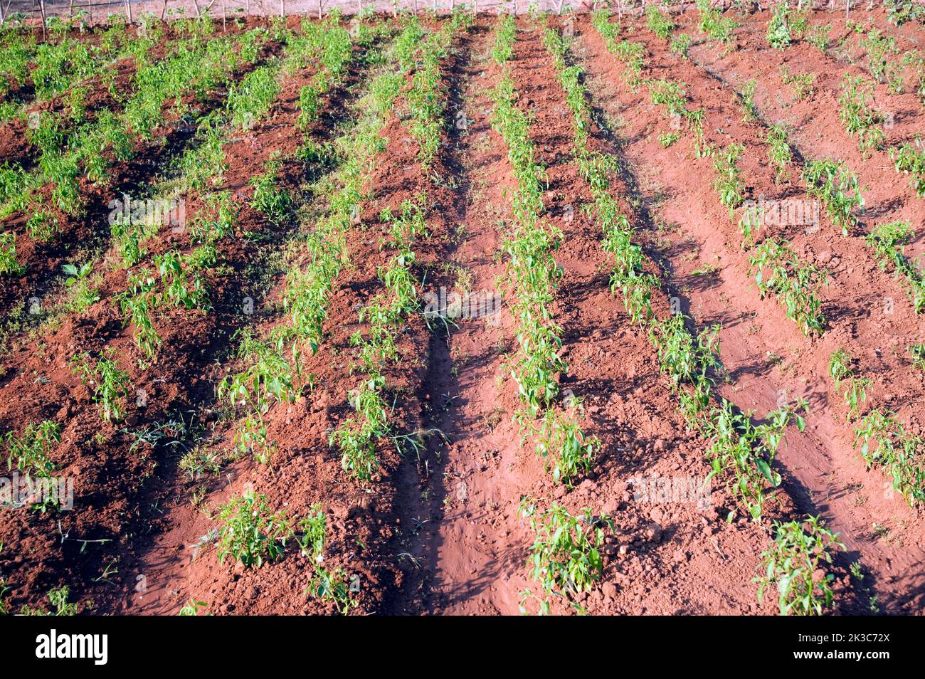 Crop Capsicum local name Mirchi in agriculture land at village Lanja ...