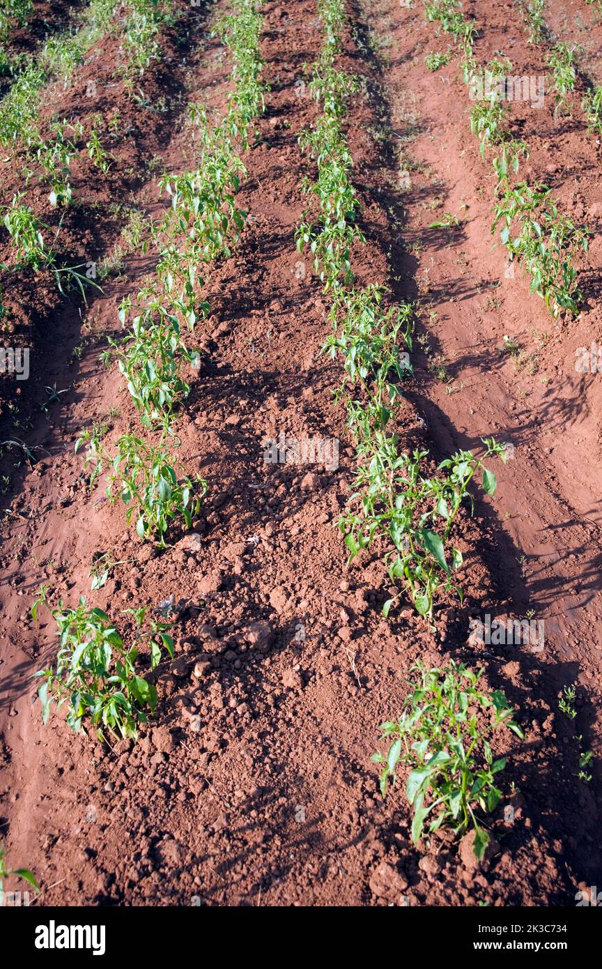 Crop Capsicum local name Mirchi in agriculture land at village Lanja ...