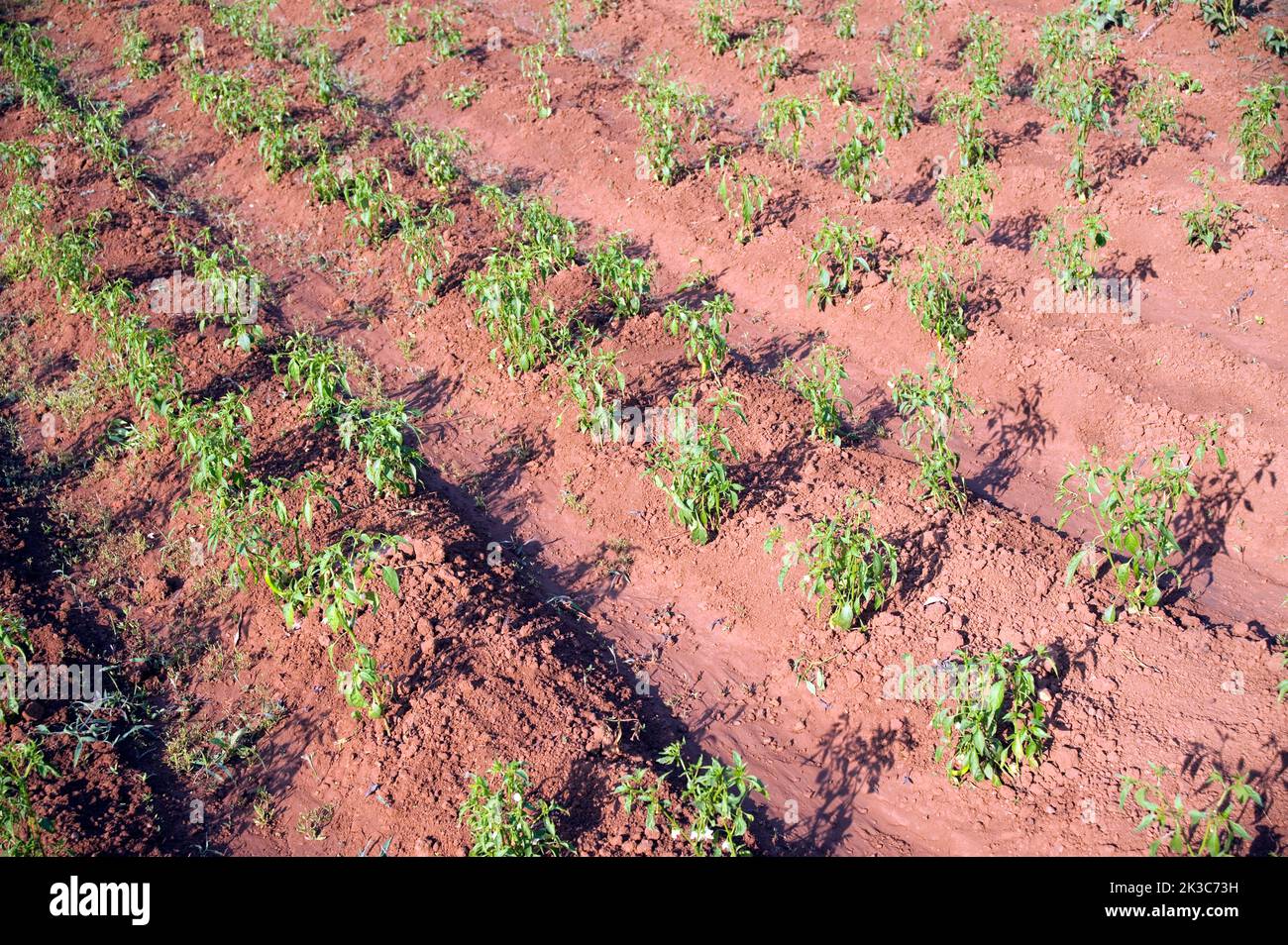 Crop Capsicum local name Mirchi in agriculture land at village Lanja ...