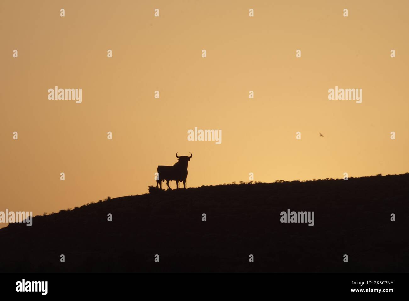 Bull silhouette hi-res stock photography and images - Alamy