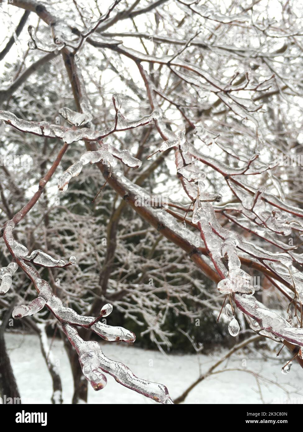 The tree sticks and branches covered in ice in winter, vertical Stock ...