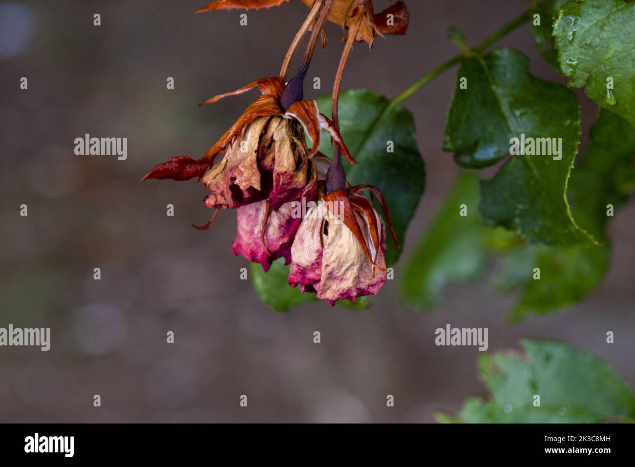 Faded color hi-res stock photography and images - Alamy