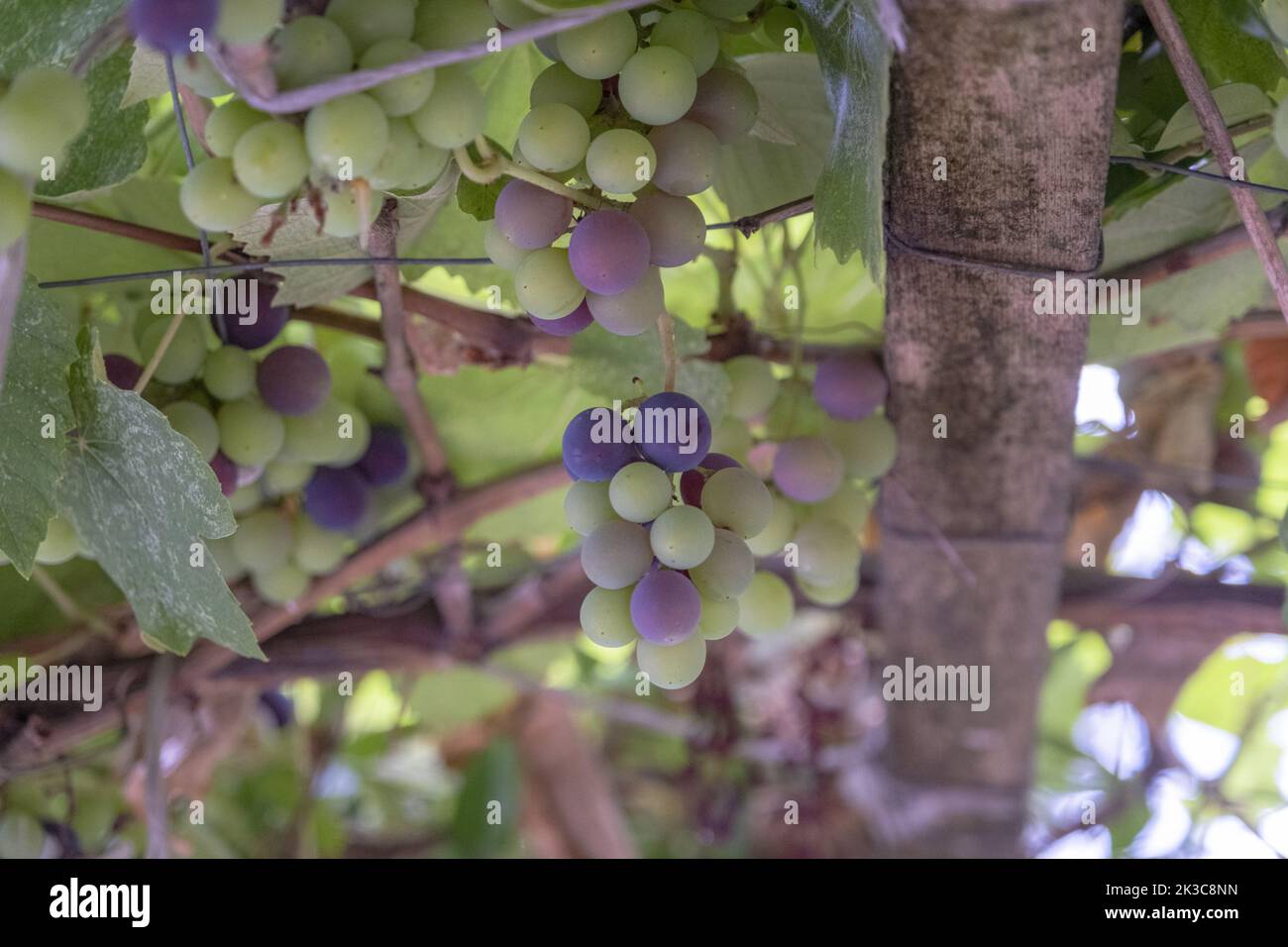 Maturation color hi-res stock photography and images - Alamy