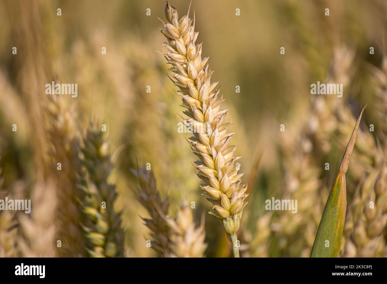 A selective focus shot of common wheat Stock Photo - Alamy
